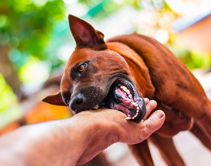Dog Bite Cases in a Strict Liability State Like Massachusetts - Mazow ...
